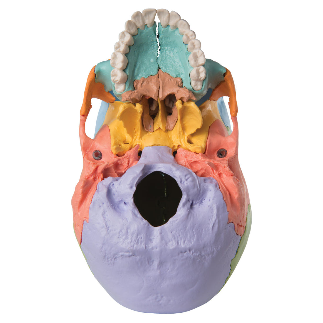 A291 Beauchene Adult Human Skull Model, Didactic Colored Version, 22 p ...