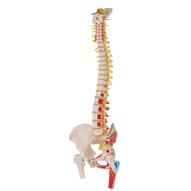 Anatomical Models – Klinger Educational