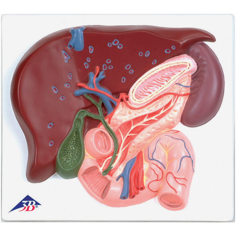 Biology - Anatomical Models - Digestive System – Klinger Educational